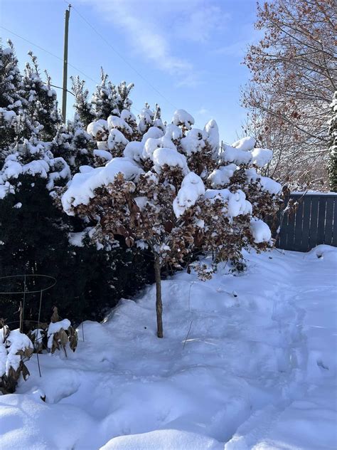 How Big Does A Hydrangea Tree Get Realistic Size Expectations