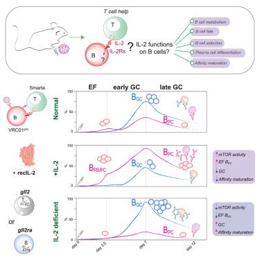 Interleukin Secreting T Helper Cells Promote Extra Follicular B Cell Maturation Via Intrinsic