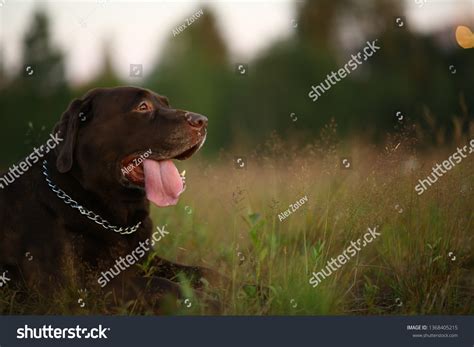 Side View Dark Brown Labrador Lying Stock Photo 1368405215 Shutterstock