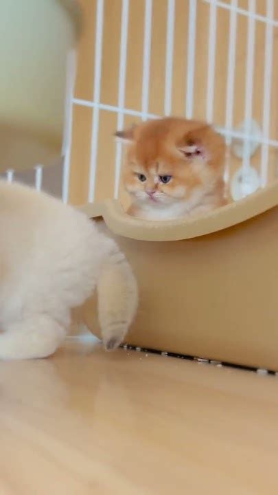 My Cute Kitty😍😺 Cutecat Cats Shorts Shortsvideo Youtube