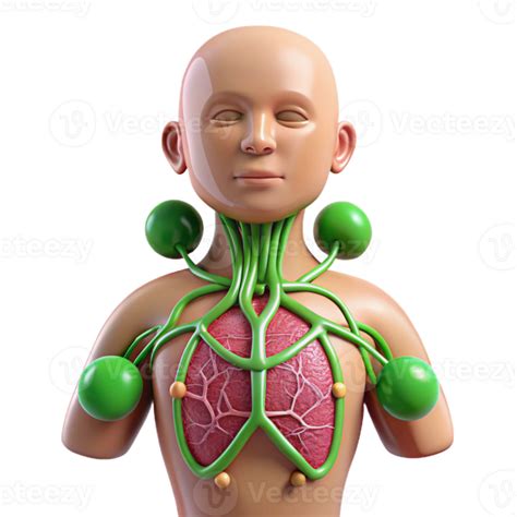 Isometric Model Of Human Lymphatic System 55387876 Png