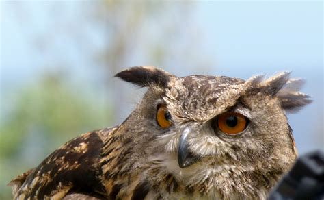Europa De Lisboa A Vladivostok Búho Real Bubo Bubo