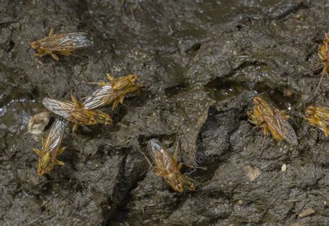 Yellow Dung Flies On Cattle Manure Stock Image C0569447 Science