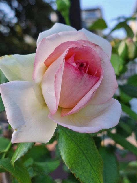 Morning Marie Sabal Lecco Adato