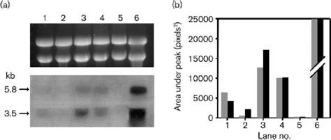 A Northern Blot Hybridization Of The Dnak Gene Total Rna Isolated