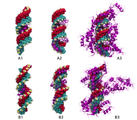 Predicted Structures Of Cpp Gapdh A A Form B B Form Complexes Download Scientific