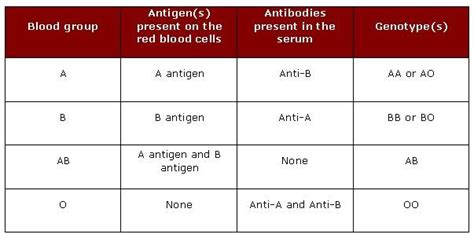 Erythrocyte Definition And Examples Biology Online Dictionary