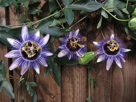 Passionflowers Brushwood Nursery Clematis Specialists