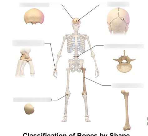 Section 2 Bone Physiology Diagram Quizlet