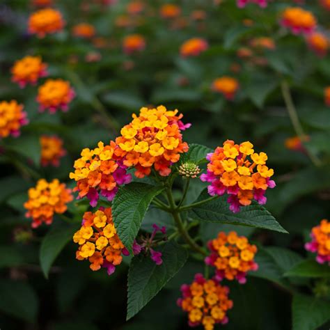 10 Poisonous Plants You Could Encounter Anywhere Gardeners And Plants