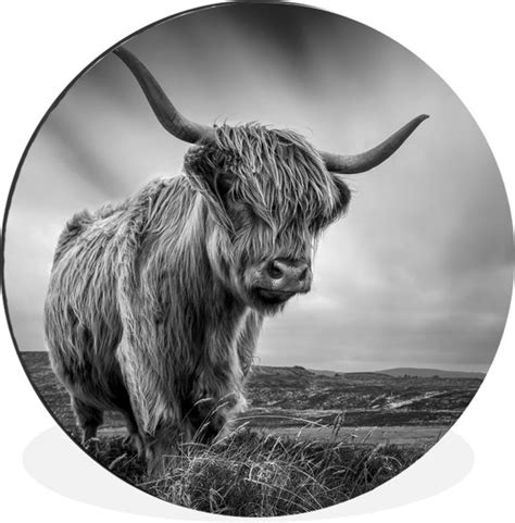 WallCircle Wandcirkel Muurcirkel Koeien Schotse Hooglander