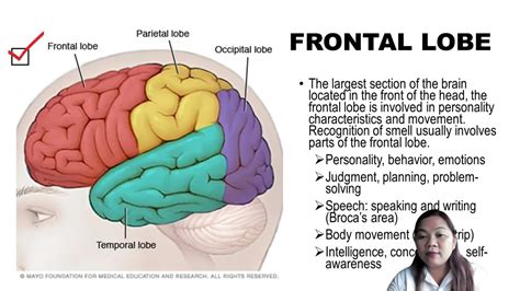 Occipito Parietal