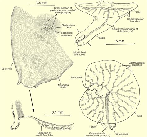 Dendrogramma Wakan