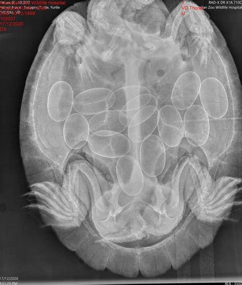White Throated Snapping Turtle X Ray Showing The Presence Of Eggs