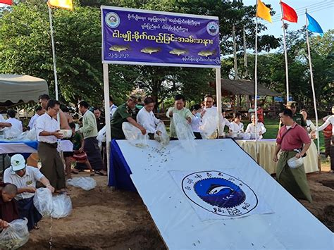 လင်းခေးမြို့ နမ့်တိန်းချောင်းထဲသို့ ငါးမျိုးသားပေါက်ကောင်ရေ ၇ဝဝဝဝ စိုက