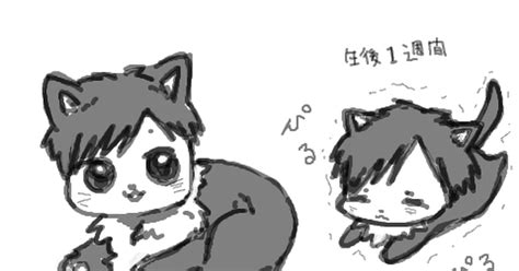 デュラララ 【drrr】猫いざやさん【腐向け】 野中のイラスト Pixiv