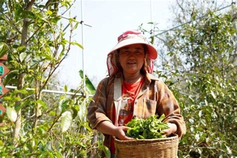 了不起的云南古茶树｜她，就是中国茶文化本身！ 知乎