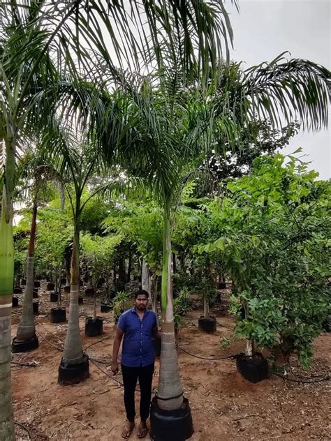 Green Gulmohar Tree Plant For Garden At ₹ 350 Piece In Rajahmundry