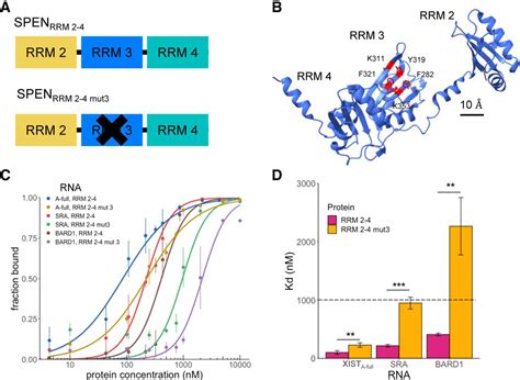 Dissection Of Protein And Rna Regions Required For Spen Binding To Xist