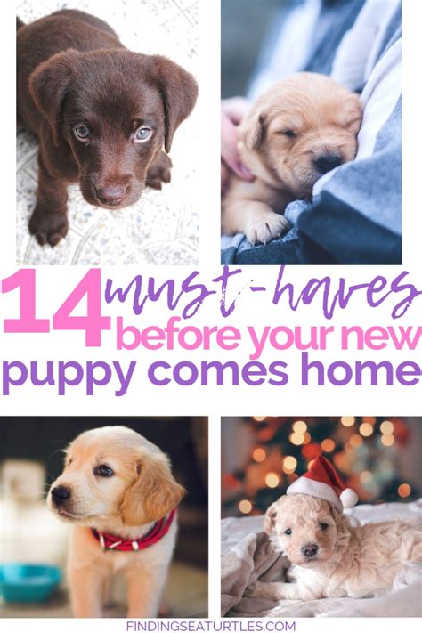 14 Essentials For The First Time Dog Owner