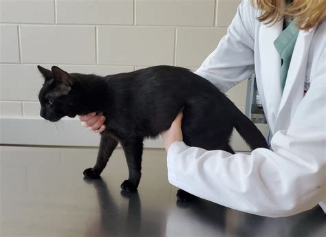 Step By Step Guide To Abdominal Exams In Dogs And Cats