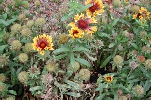 Pythium Root And Stem Rot Plant Pest Diagnostics