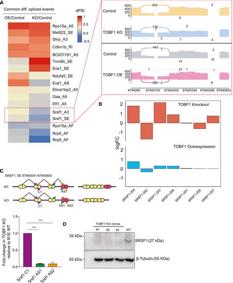 TOBF1 Modulates Mouse Embryonic Stem Cell Fate Through Regulating