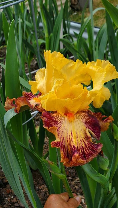 Tall Bearded Iris Iris Rocket Fuel In The Irises Database