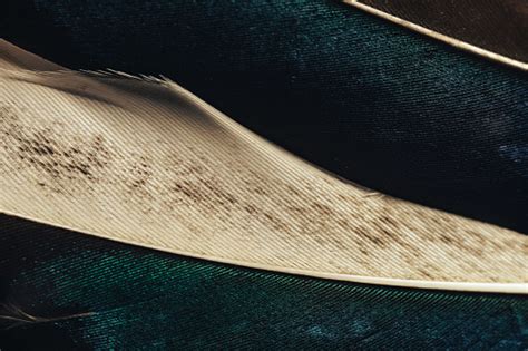 디자인 질감에 대한 아름다운 새 깃털 패턴 배경을 닫습니다 매크로 사진 보기 0명에 대한 스톡 사진 및 기타 이미지 0명