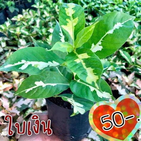 🌿ใบเงิน 🌿ใบทอง 🌿ใบนาค 🌿ใบสามกษัตริย์ 🌿ใบเงินชมพู ⭐ต้นละ 50 บาท⭐ ใช้เป็น