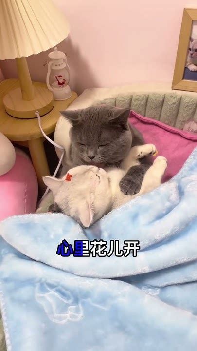【牟小琳的一家】鏟屎官：房子留給妳倆 我准備出去住了家有萌寵 貓咪成精治愈貓咪shorts Youtube