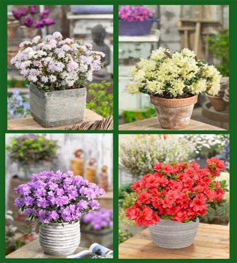 4 X Mixed Dwarf Rhododendron Shrubs Flowers Royalcart