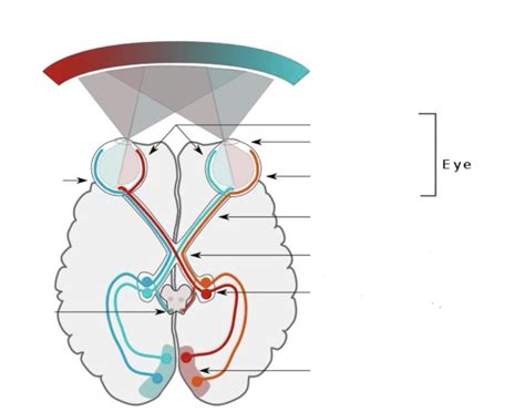 Visual Pathway 1 — Printable Worksheet