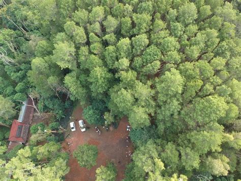 Page 52 Overhead Trees Images Free Download On Freepik
