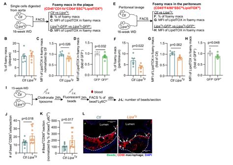 Lipa Tg Led To Less Neutral Lipid Accumulation In Macrophages While