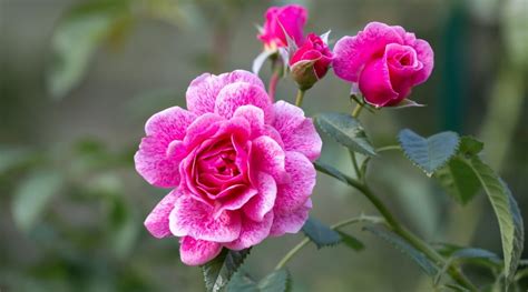 Rose Flower Wallpaper