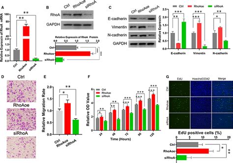 The Cell Mobility Emt And Proliferation Were Promoted By Rhoa A The