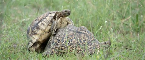 Leopard Tortoise Mating Sabi Sabi