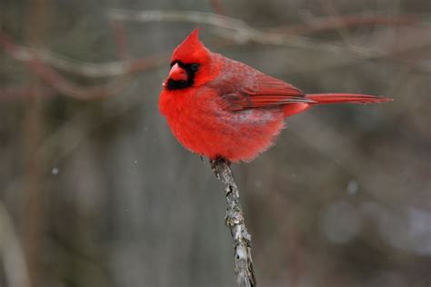 West Virginia State Bird Northern Cardinal