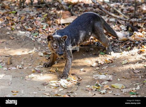 fossa Fotos und Bildmaterial in hoher Auflösung Alamy