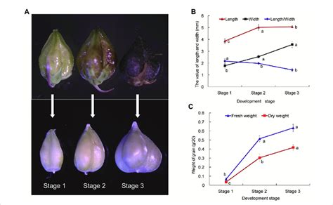 The Developmental Stages A Agronomic Traits B And Weight C Of