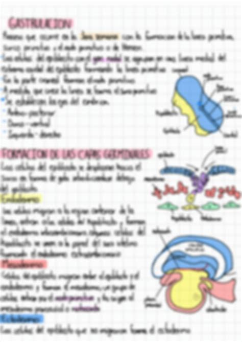 SOLUTION Segmentaci N Y Primeros Estadios Del Desarrollo Embriologia Studypool