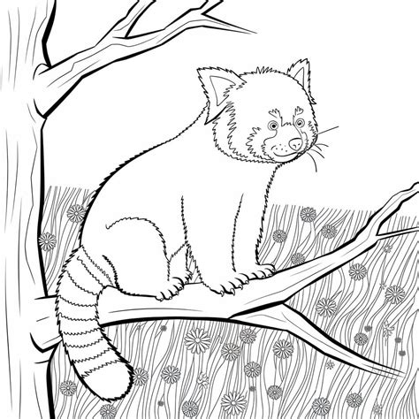 Red Panda Coloring Pages Coloringlib