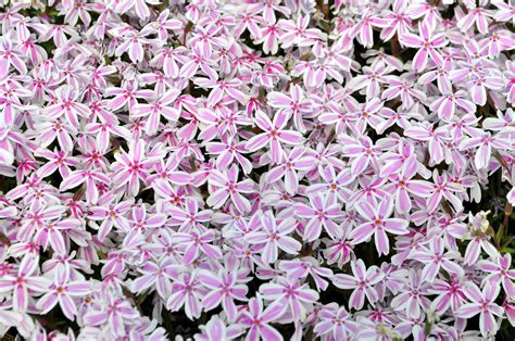 Phlox Subulata Creeping Phlox Csg Flower Sale