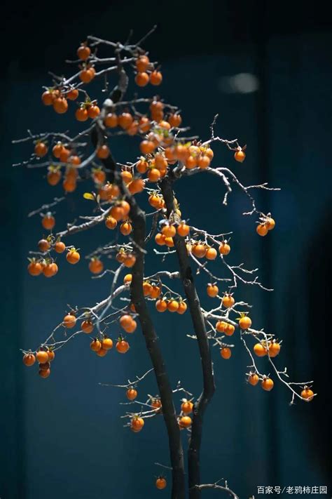 老鸦柿可以吃吗？答案是这个样子的百科ta说