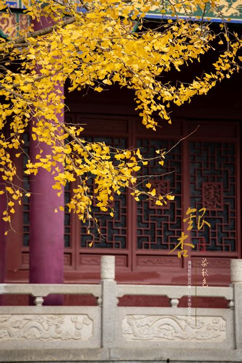 【从来银杏不负秋摄影图片】风光摄影西南人太平洋电脑网摄影部落