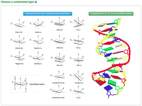 Nucleotide Model 3d