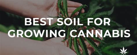 Best Soil For Growing Cannabis And Factors To Consider