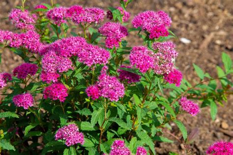 20 Best Low Maintenance Perennial Bushes And Shrubs