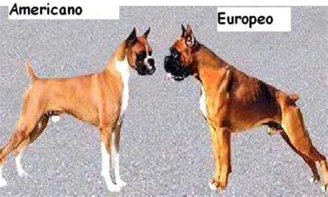 Boxer Europeo